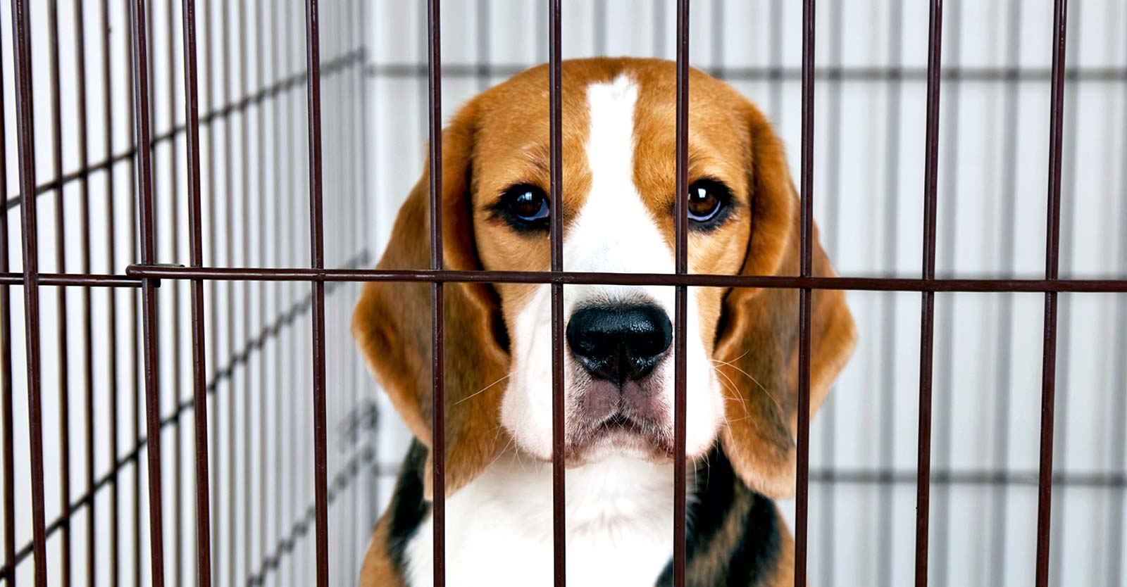 Beagle ‘Factory Farms’ Still Supplying Dogs for Testing and Research ...