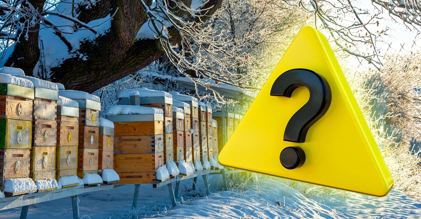 Why Did More Than 1 Million Bee Colonies Collapse? Scientists Seek ...