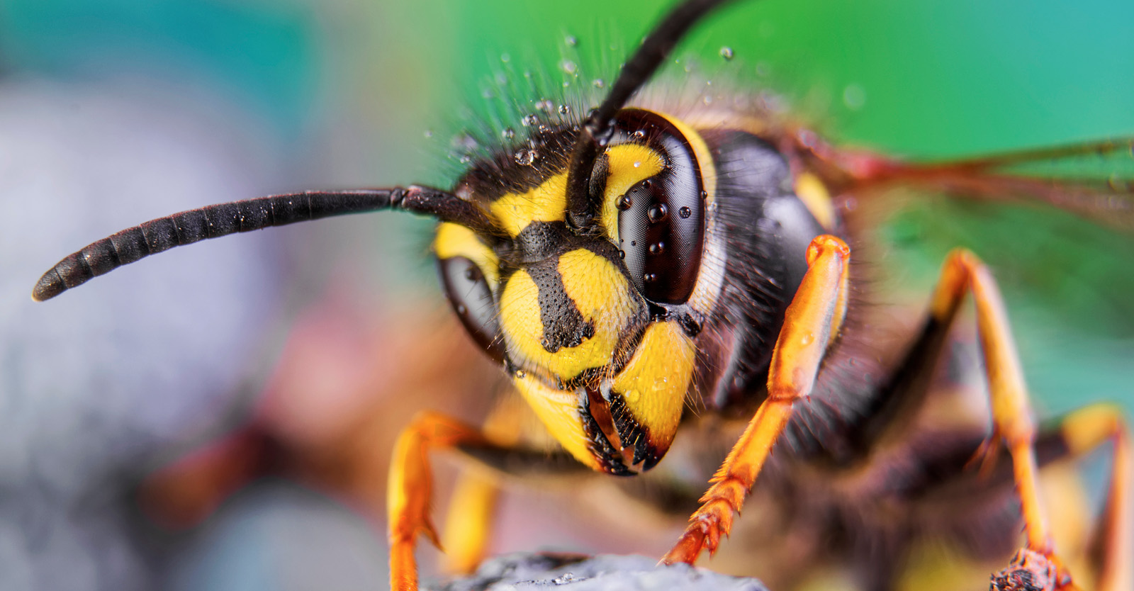 Biological Effects of Electromagnetic Fields on Insects: a Systematic ...