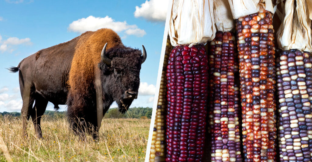 The Return of Bison, Ancestral Seeds and Community Gardens: Food ...