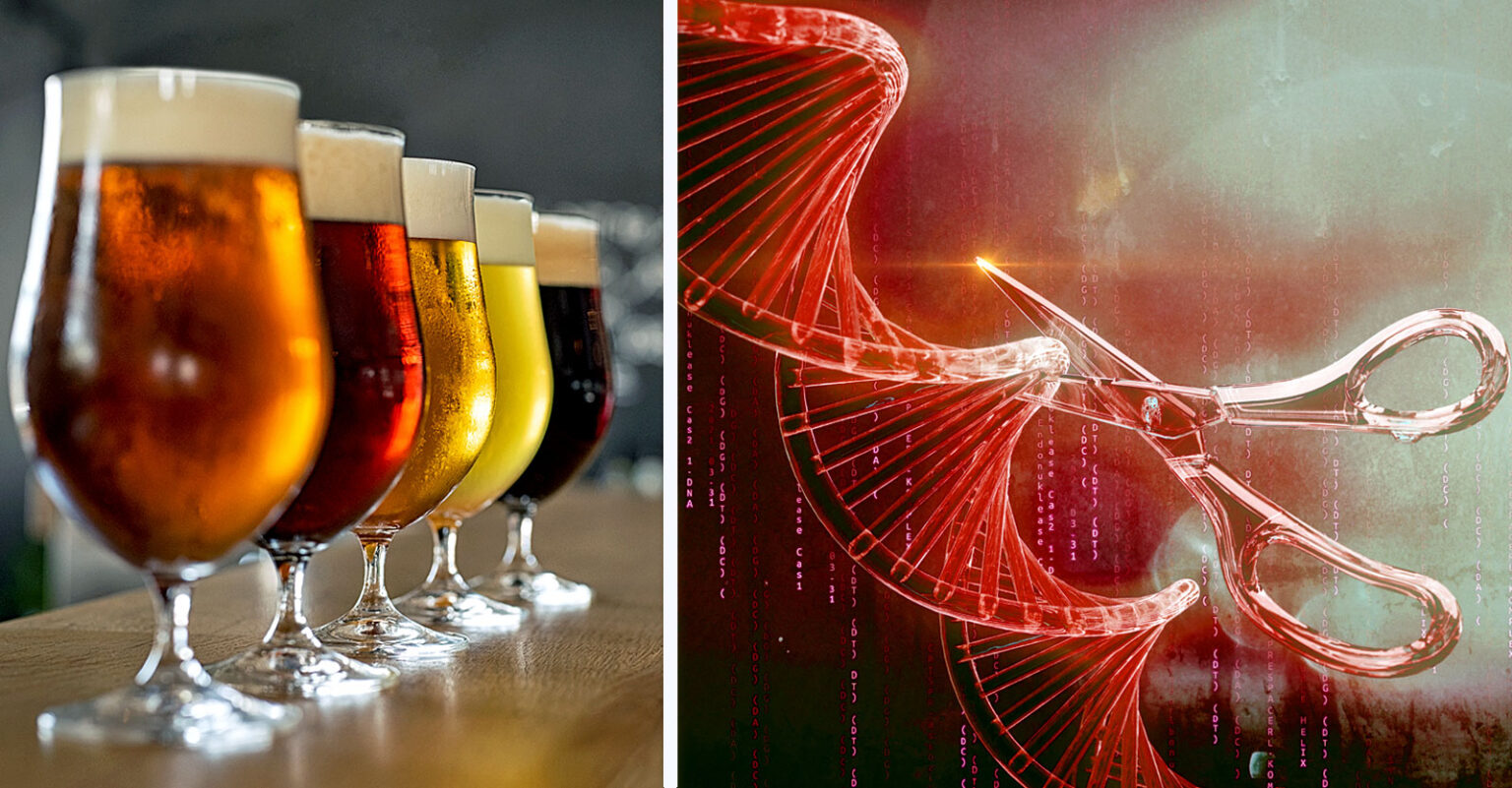 Craft Beer Makers Embrace Gene-Edited Yeast, But Critics Ask: Where’s ...