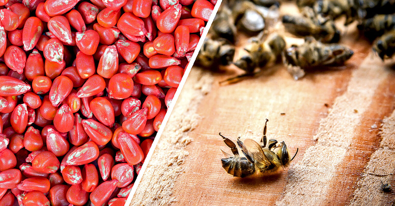 EPA Refuses to Regulate Pesticide-Coated Seeds That Harm Pollinators ...