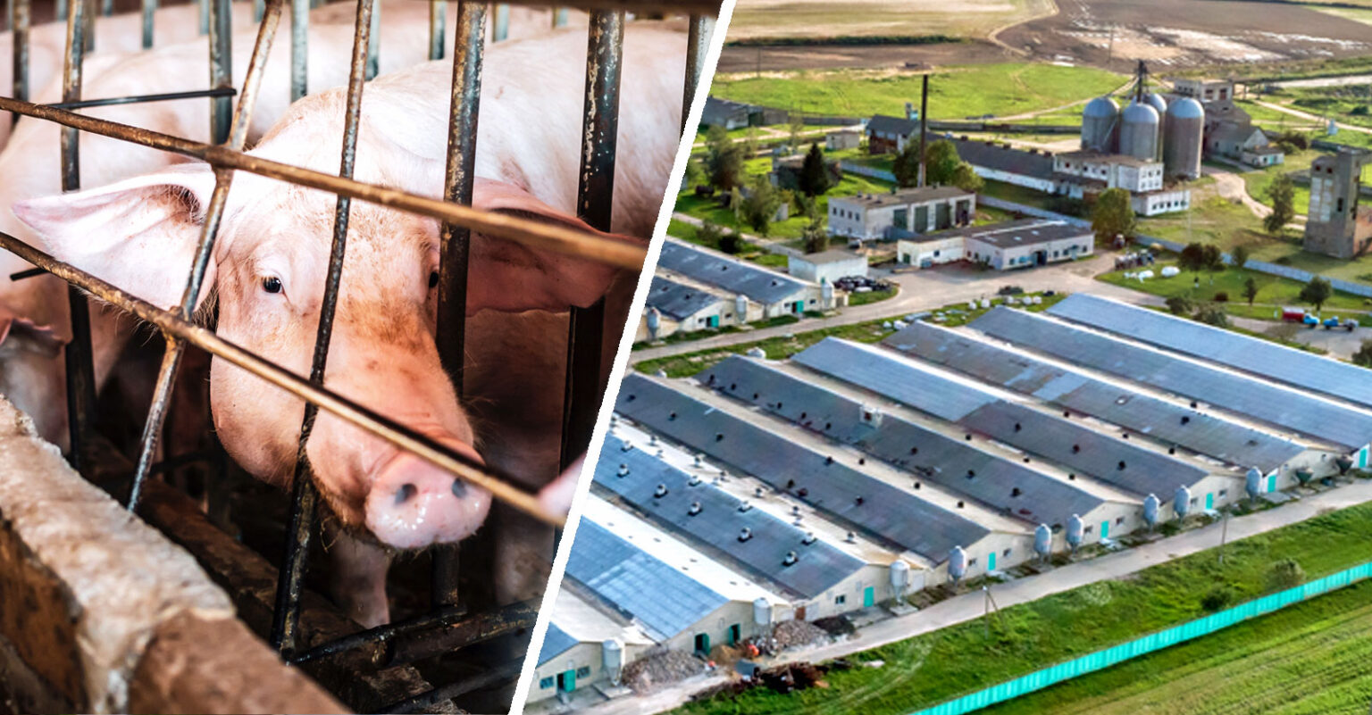 Toxic Gases From Factory Farms Seep Into Homes of Nearby Residents. One ...