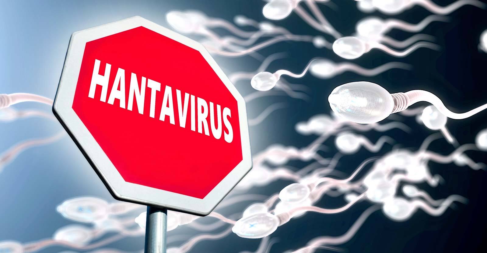 Does Hantavirus Survive in Human Sperm? The Real Story Behind the ...