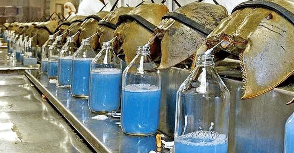 U.S. Drugmakers Are Still Bleeding Horseshoe Crabs — Even Though Lab ...