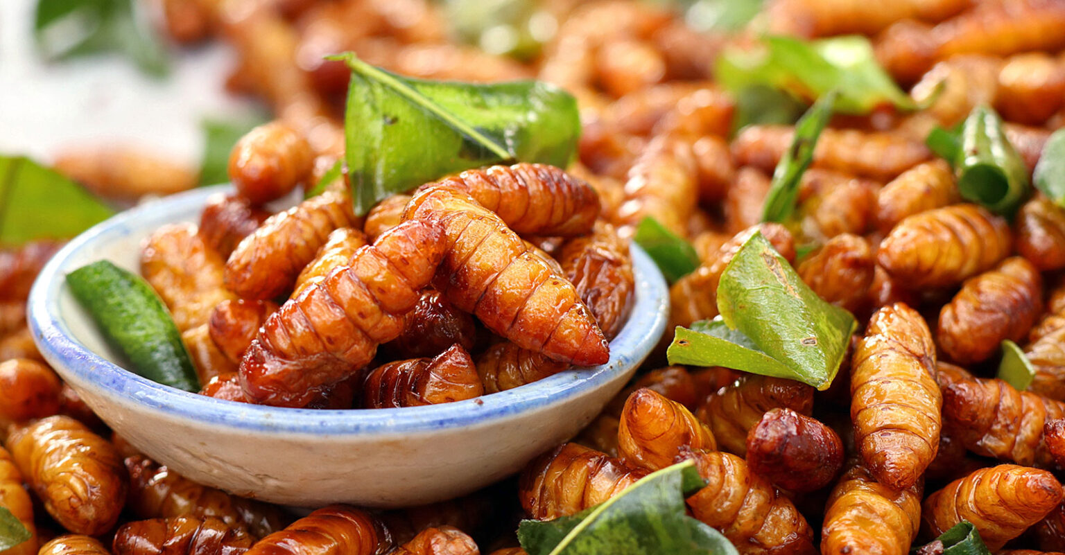 Insect Farming: Are Maggots on Your Menu? • Children's Health Defense