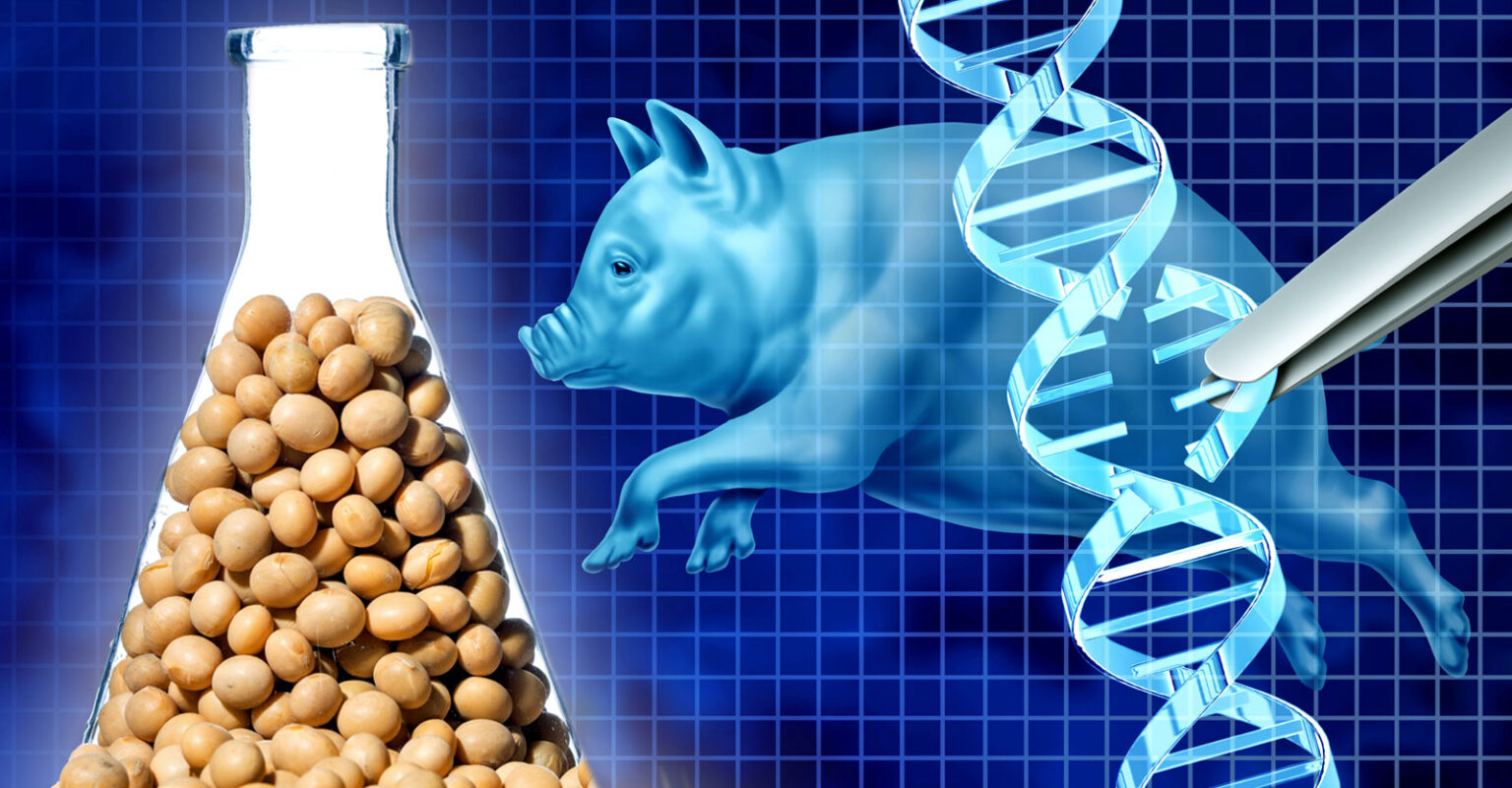 ‘Piggy Sooy’? Deregulation Leads to Gold Rush of Gene-spliced ...